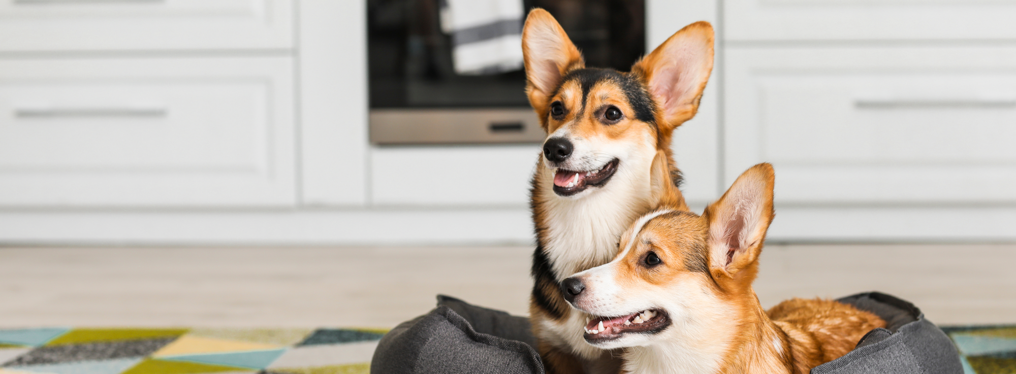 Pet Supplements You Can Trust – Barsk